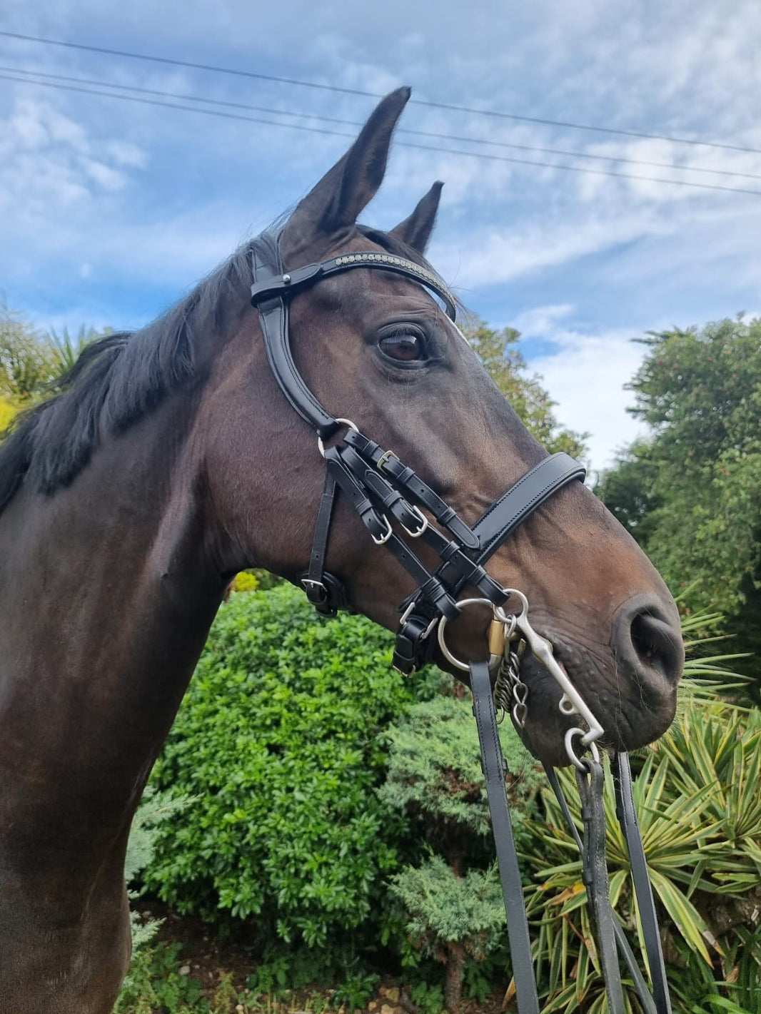 The Quantum Bridle